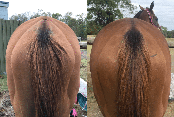 3 Week OTTB Transformation – Precision Equine