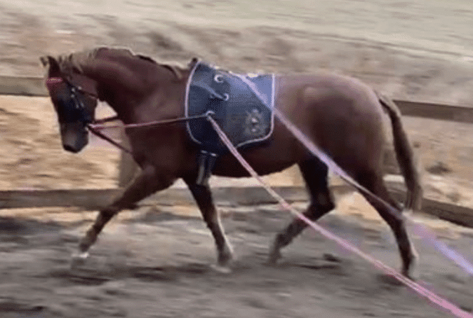 So excited to see his transformation! – Precision Equine