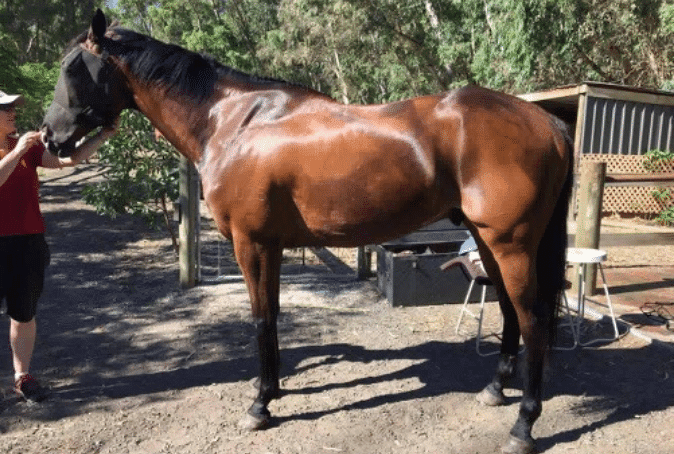 In 3 weeks his topline is building really well – Precision Equine