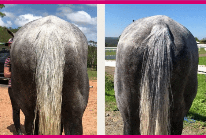 In 3-4 weeks my boy is already looking show worthy – Precision Equine