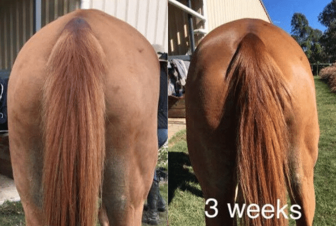 He looks & feels absolutely incredible after 3 weeks – Precision Equine