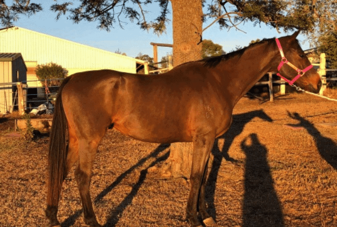 Back to looking like a million dollars in a month – Precision Equine