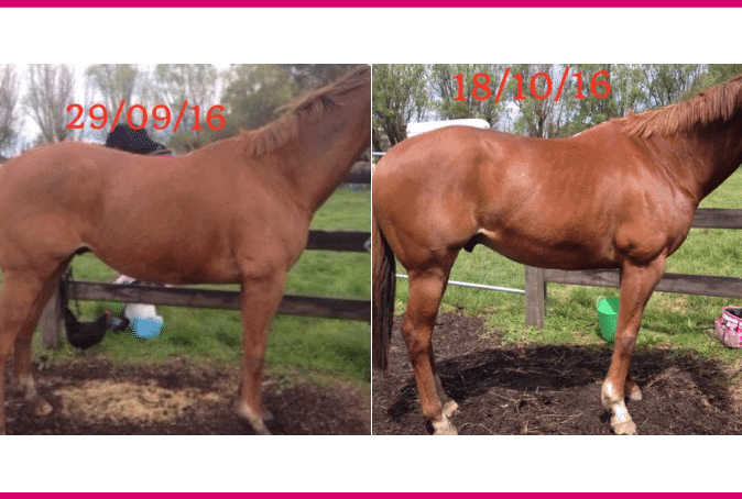 3 Weeks to more muscle & energy – Precision Equine