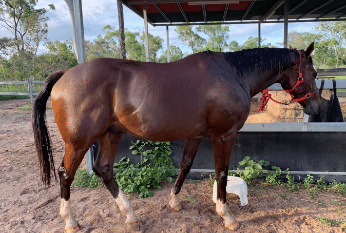 8 Week transformation, 1-2 Bars a week – Precision Equine