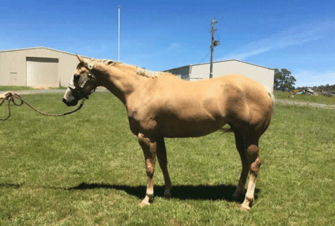 Muscle Max Protein Bars for Horses - Looking Amazing in 3 Weeks – Precision Equine