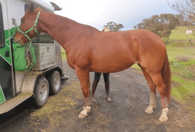 Build Horses Topline in 3 weeks. Muscle Max Protein Bar for Horses – Precision Equine