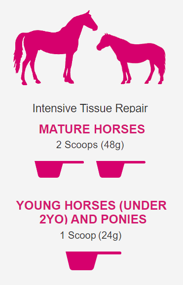 MUSCLE MAX BARS Protein Feeding Guide for Horses & Ponies – Precision ...