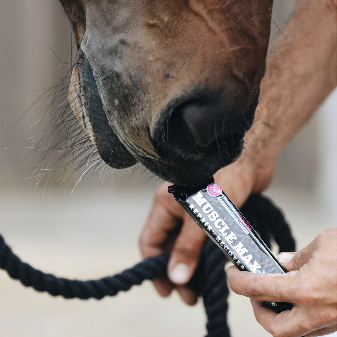 Build Horses Topline in 3 weeks. Muscle Max Protein Bar for Horses – Precision Equine